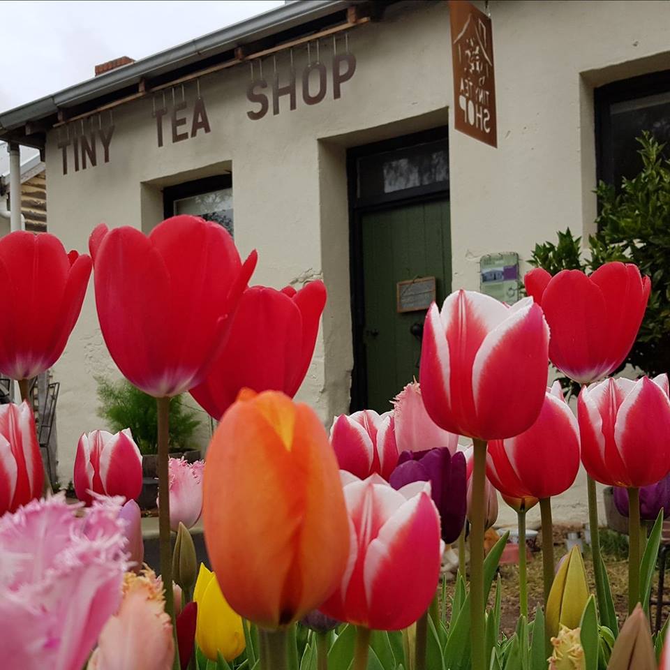 Tiny Tea Shop - Online Store